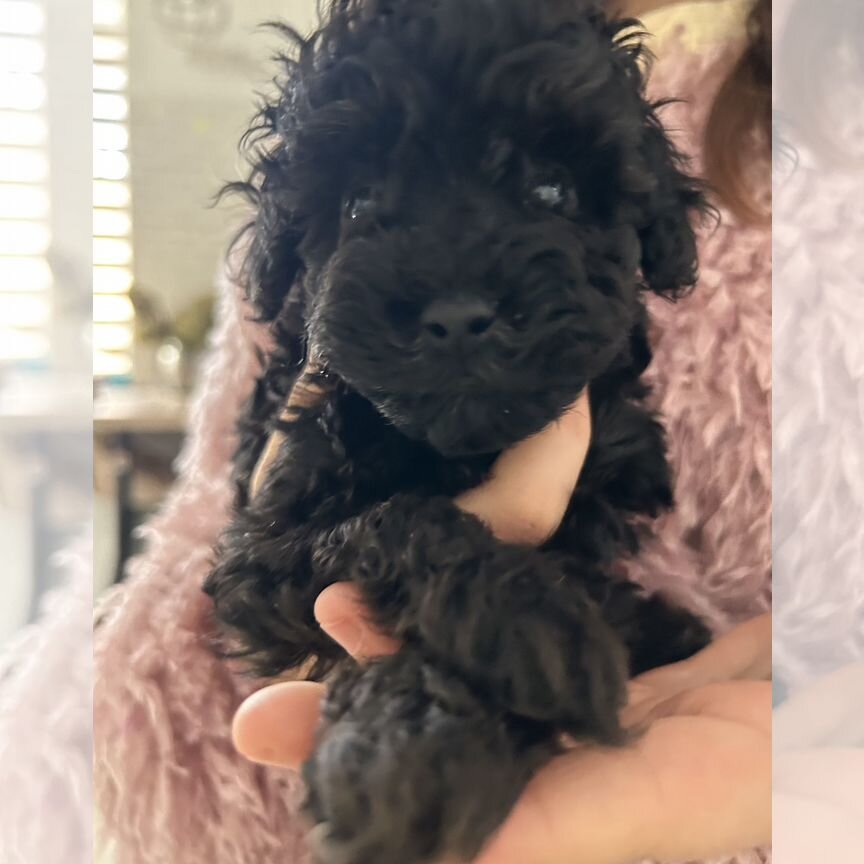 Пудель, щенок