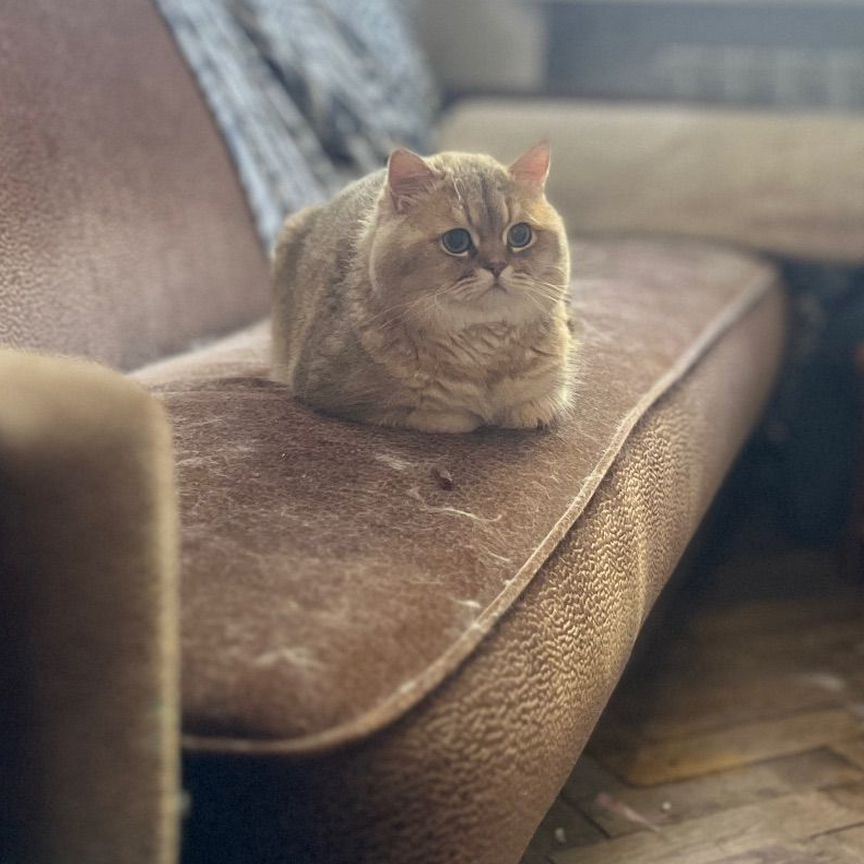 Британский короткошёрстный, взрослый кот