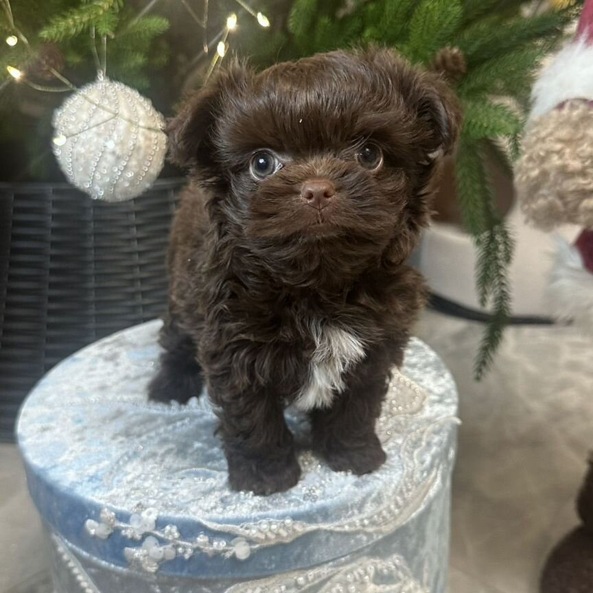 Эклюзив мальтипу горький шоколад