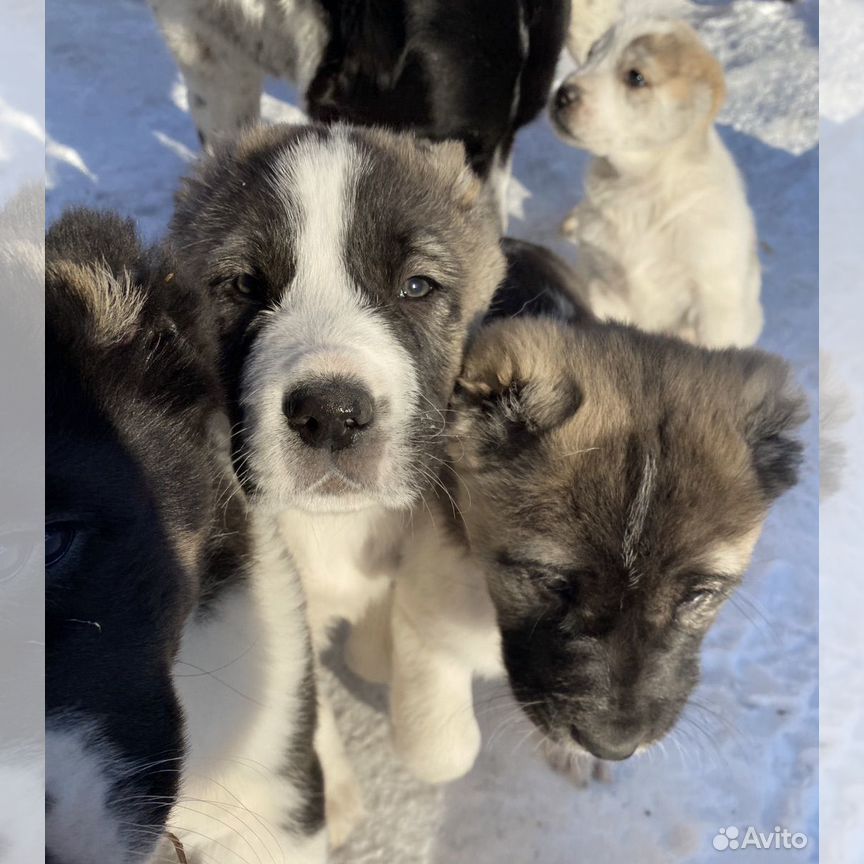 Щенята Среднеазиатская овчарка