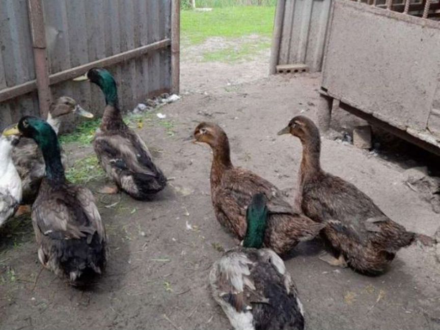 Руанская утка