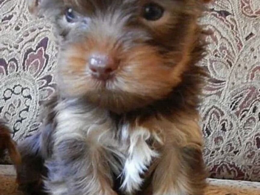 Йоркширский терьер