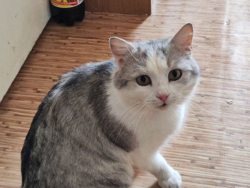 Котик маркиз