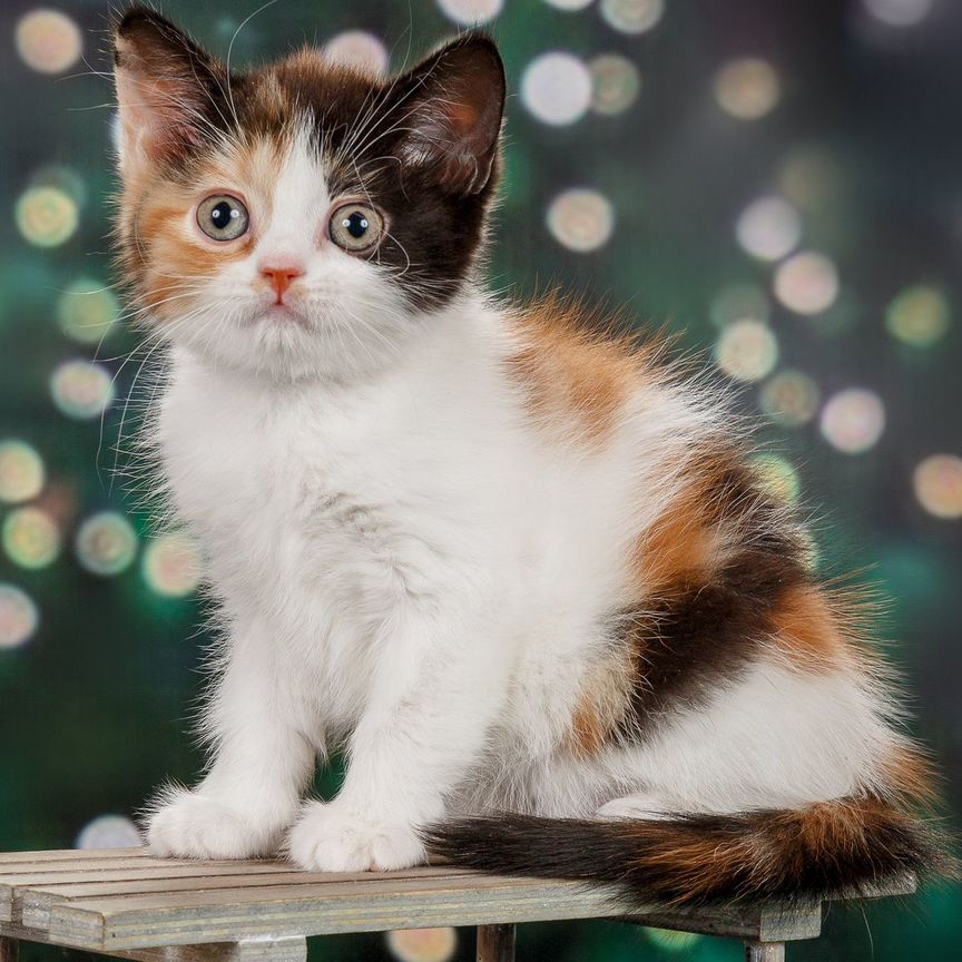 Шотландский прямоухий короткошёрстный котёнок