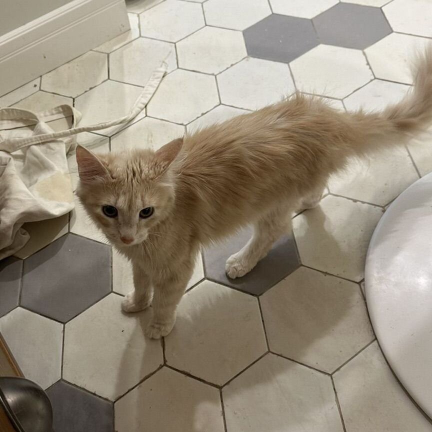 Кошки в добрые руки