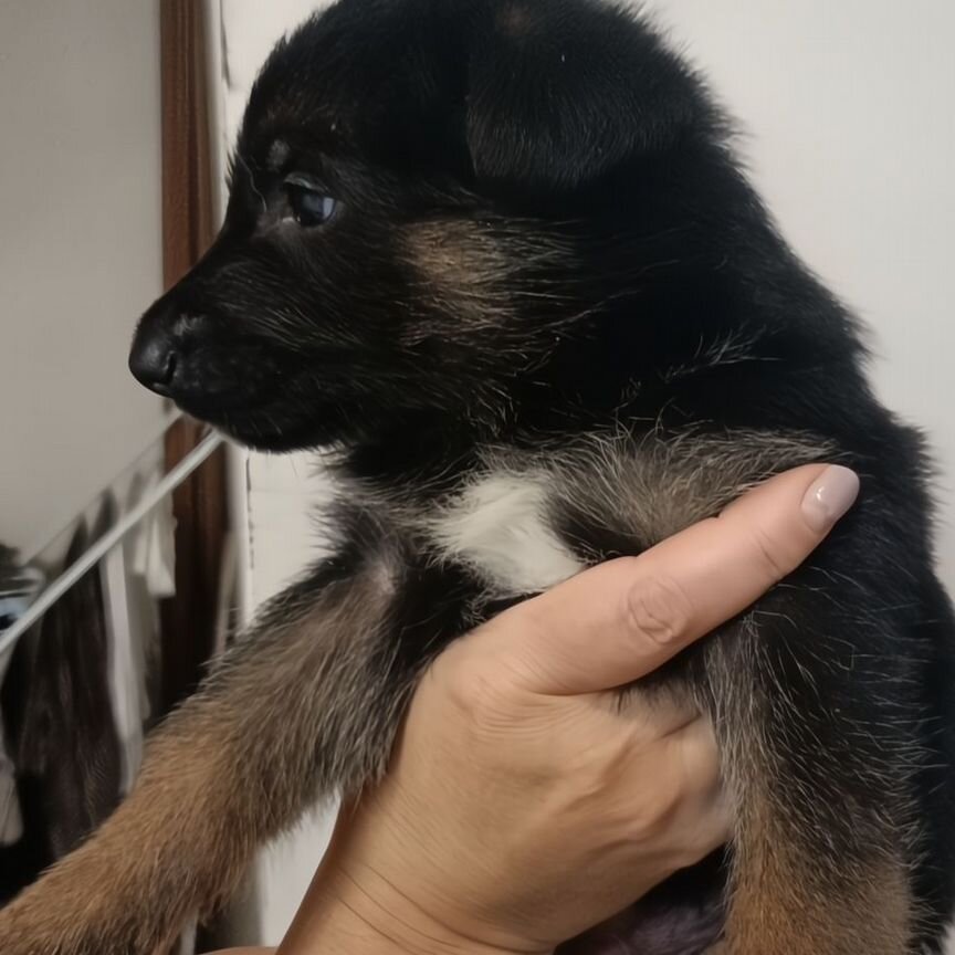 Немецкая овчарка, щенок