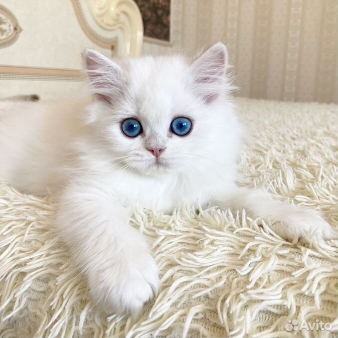 Серебристая шиншилла пойнт