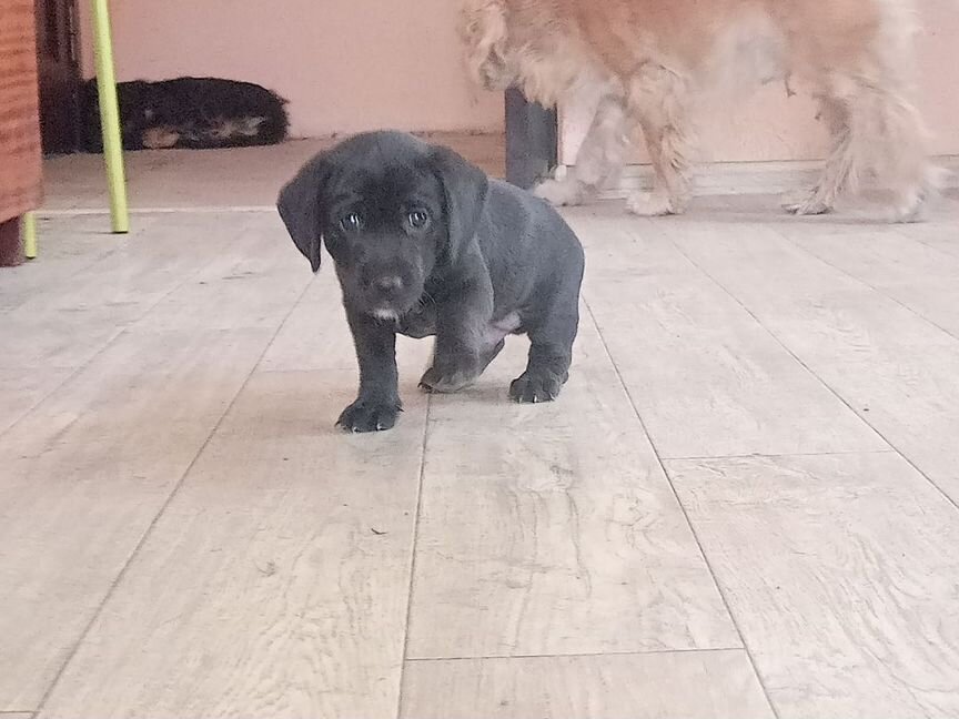 Собака в добрые руки отдам бесплатно