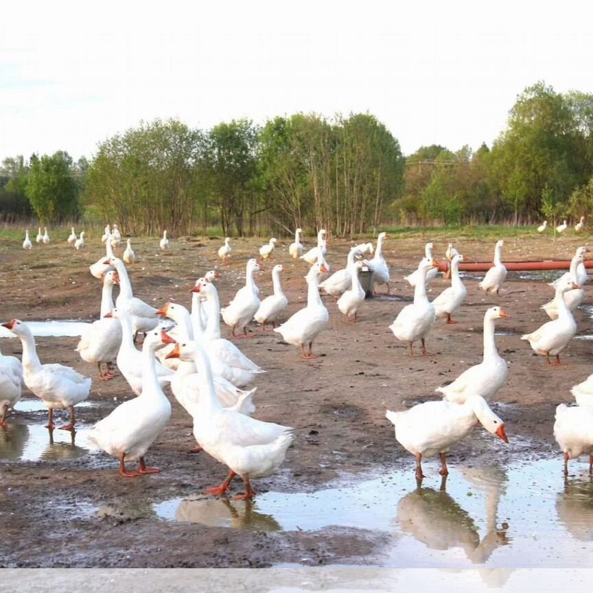 Гусята Линда. Яйца. Селекция. Качество