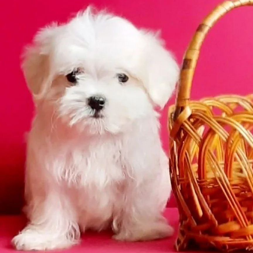 Мальтийская болонка, щенок