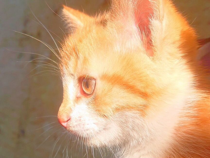 Котёнок. Котёночек. Котёнок