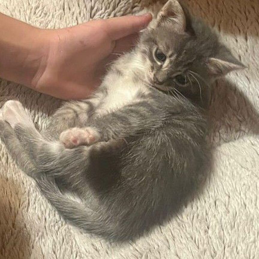 Котёнок в добрые руки