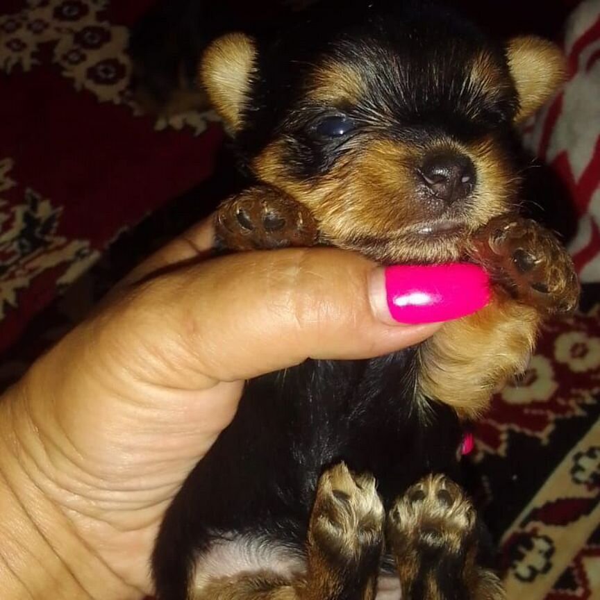 Йоркширский терьер