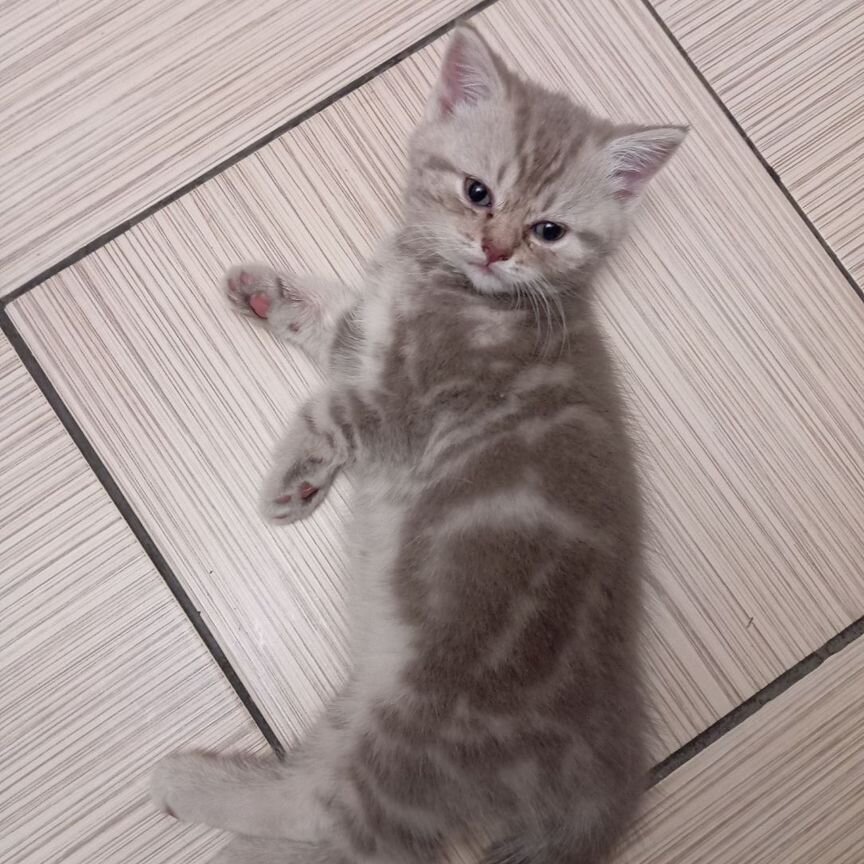 Продаю шотландских котят