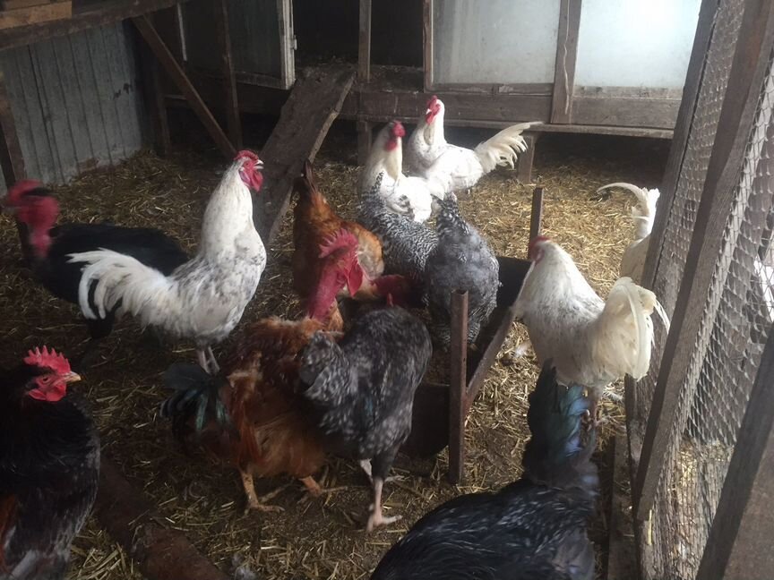 Петухи голошеки, пушкинские, барни - вельдер