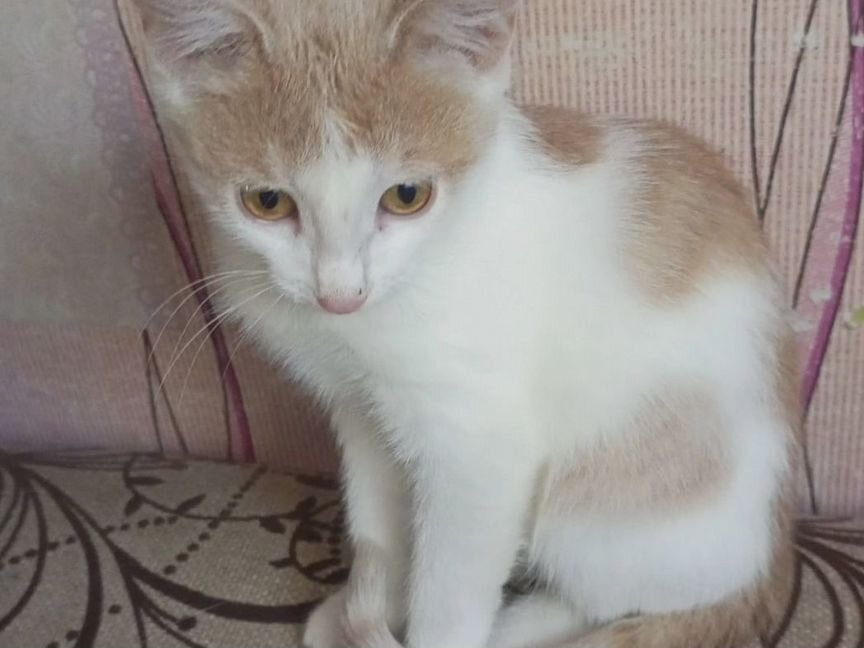 Отдам в добрые руки