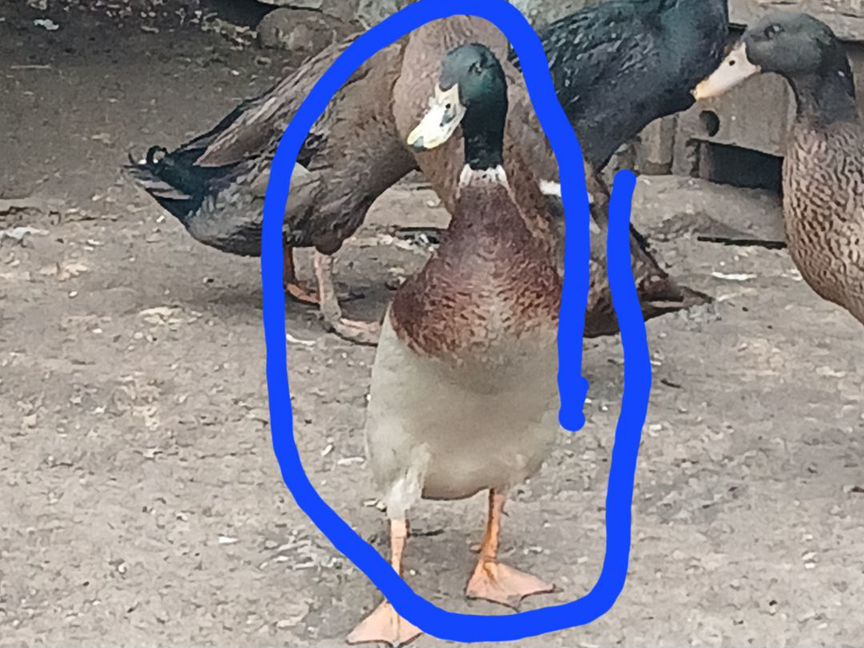 Утки индийский бегунок