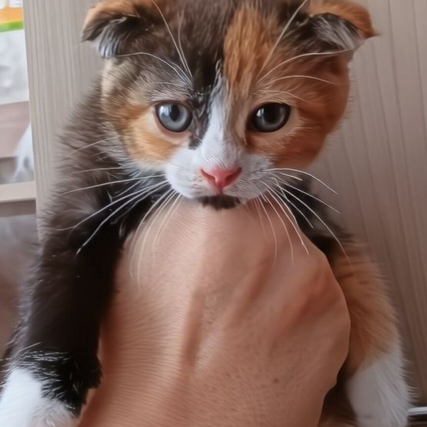 Шотландский вислоухий короткошёрстный котёнок