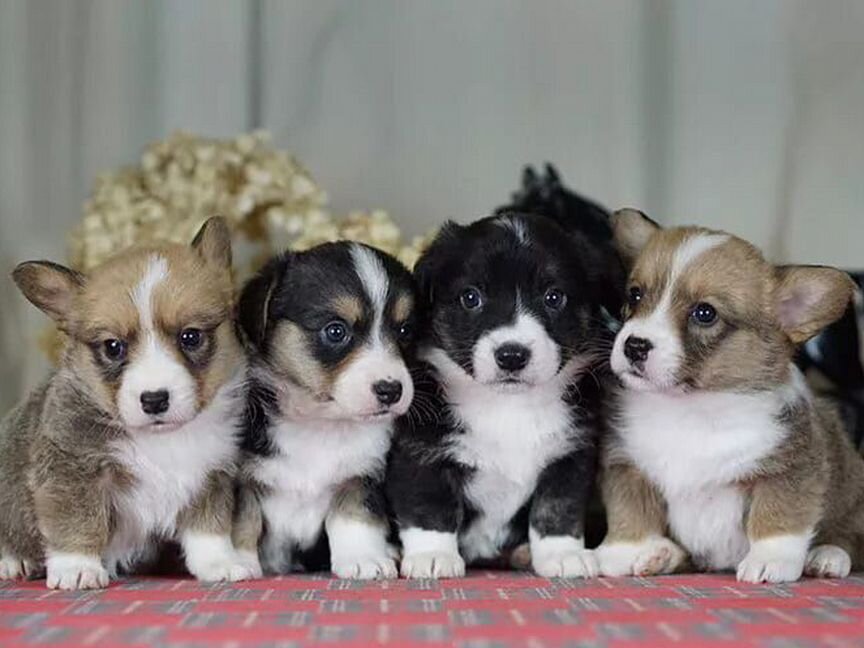 Щенки Корги