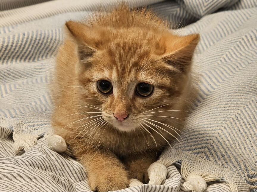 Котёнок