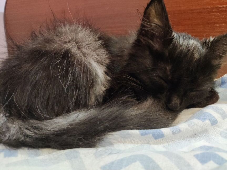 Кошки