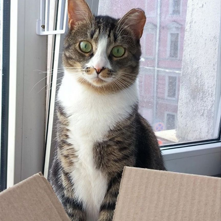 Весёлая кошка Белка