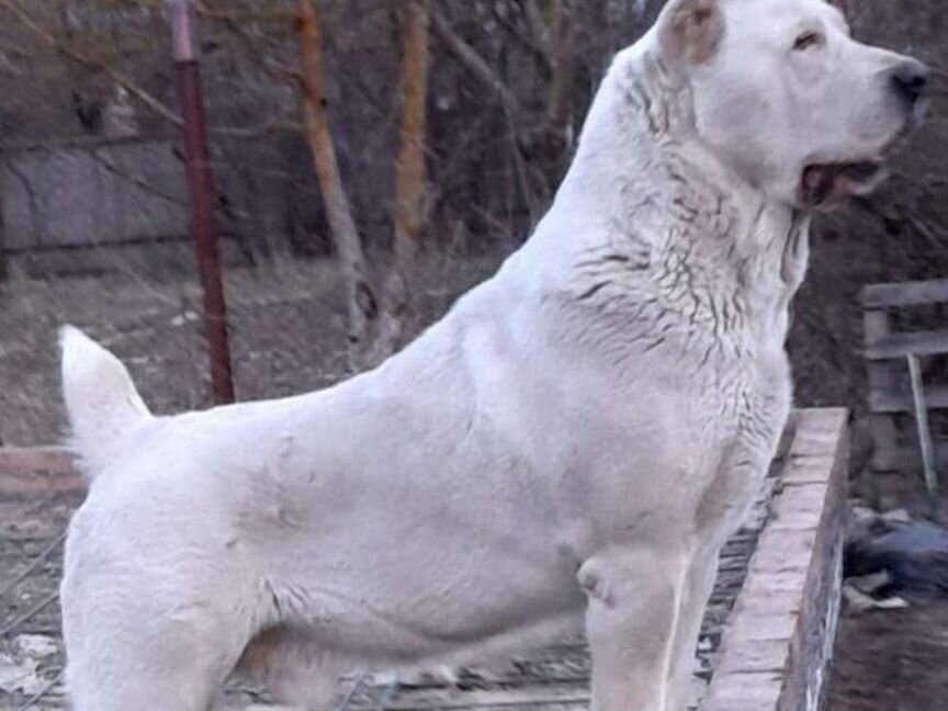 Среднеазиатская овчарка алабай вязка