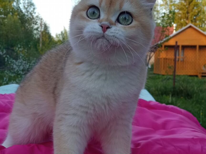 Шикарная Золотая шиншилла