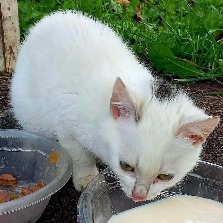 Котята ищут своего хозяина