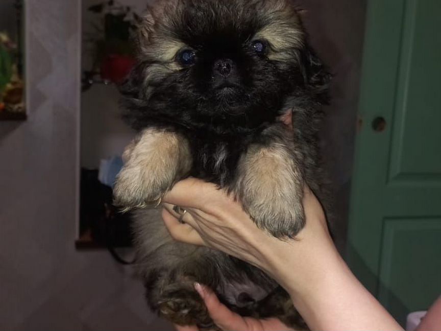 Щенки пекинеса