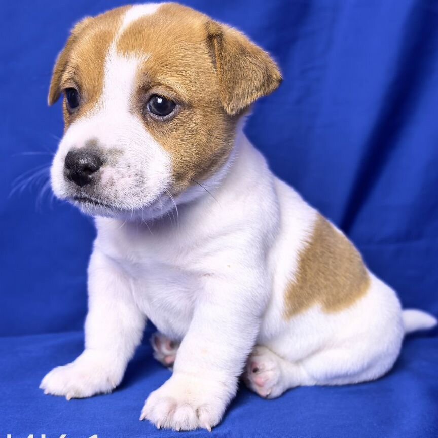 Джек-рассел-терьер, щенок