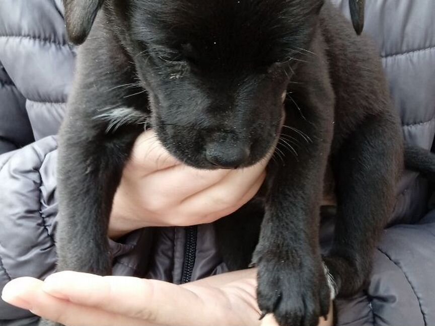 Собака девочка дворняжка