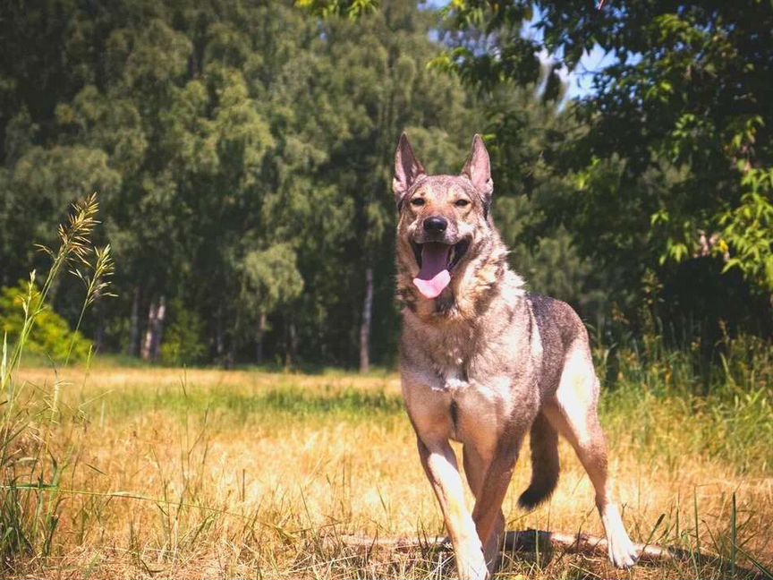 Собака Стич мечтает,чтобы выбрали его