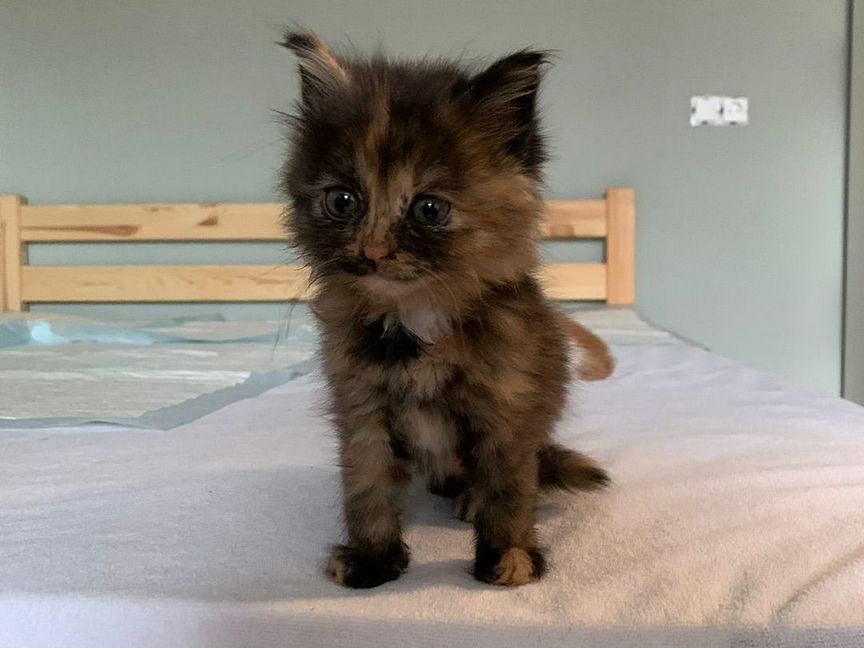 Котенок девочка в добрые руки