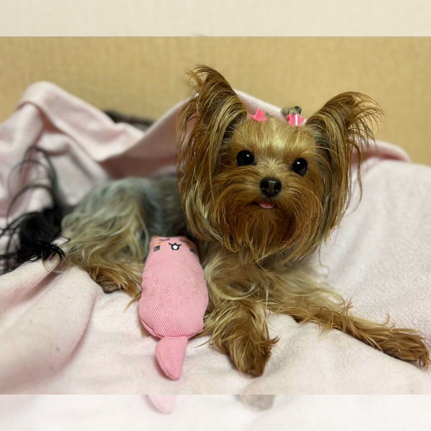 Йоркширский терьер, взрослая собака