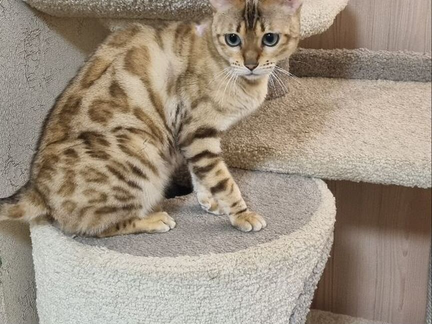 Бенгальские котята