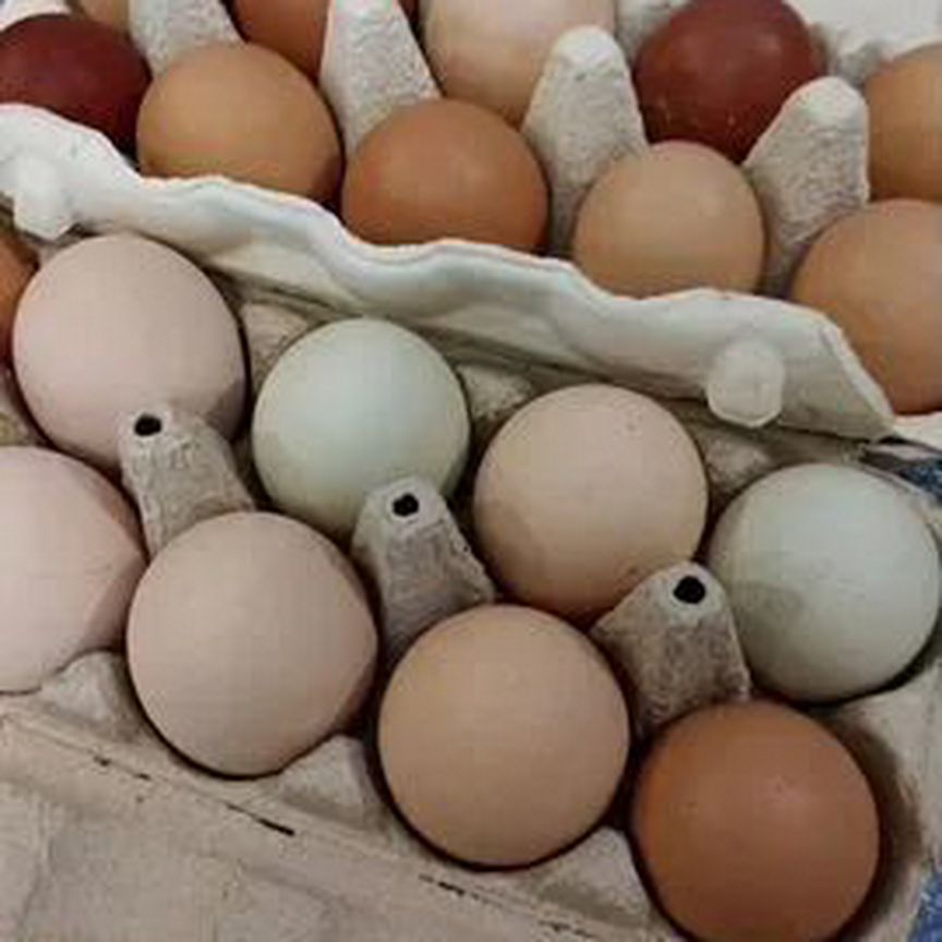 Яйцо домашнее