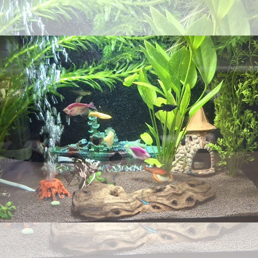 Аквариум с рыбками