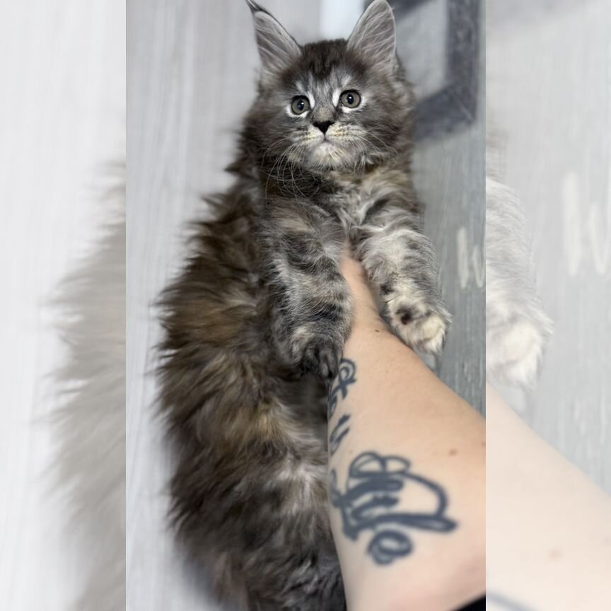 Мейн-кун котёнок