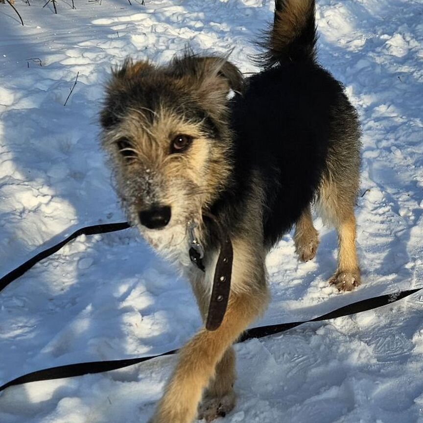 Щенок в добрые руки