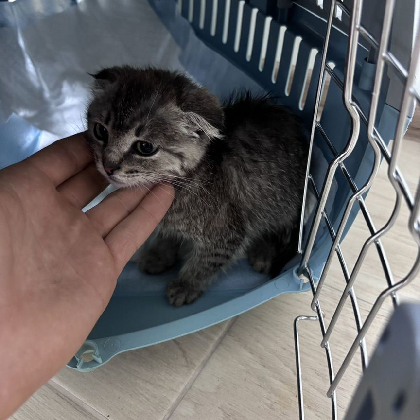 Отдам коненка в добрые руки