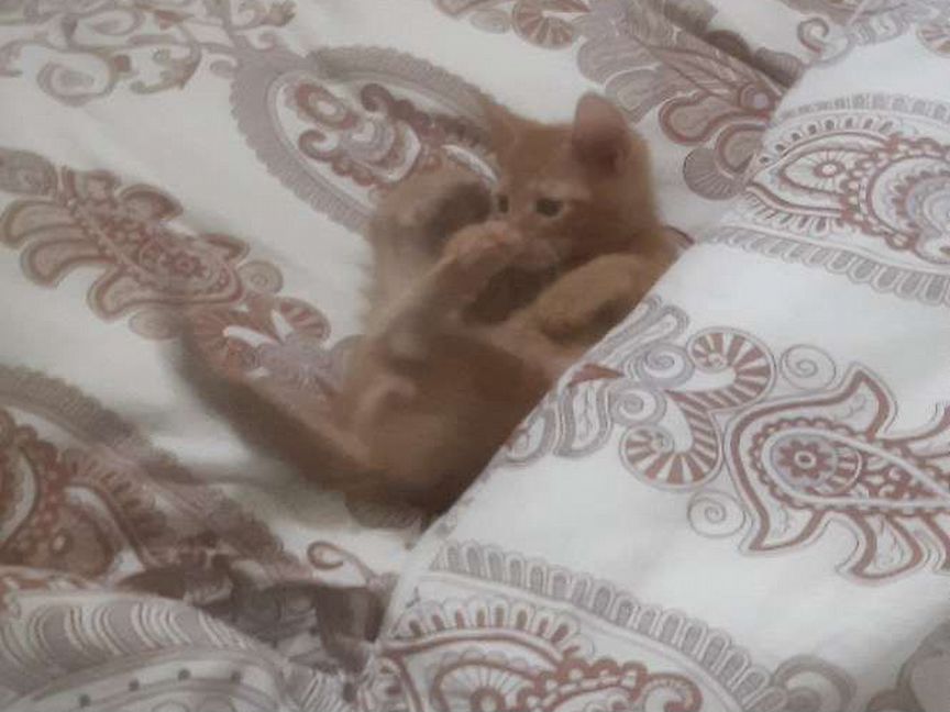 Котята в добрые руки бесплатно