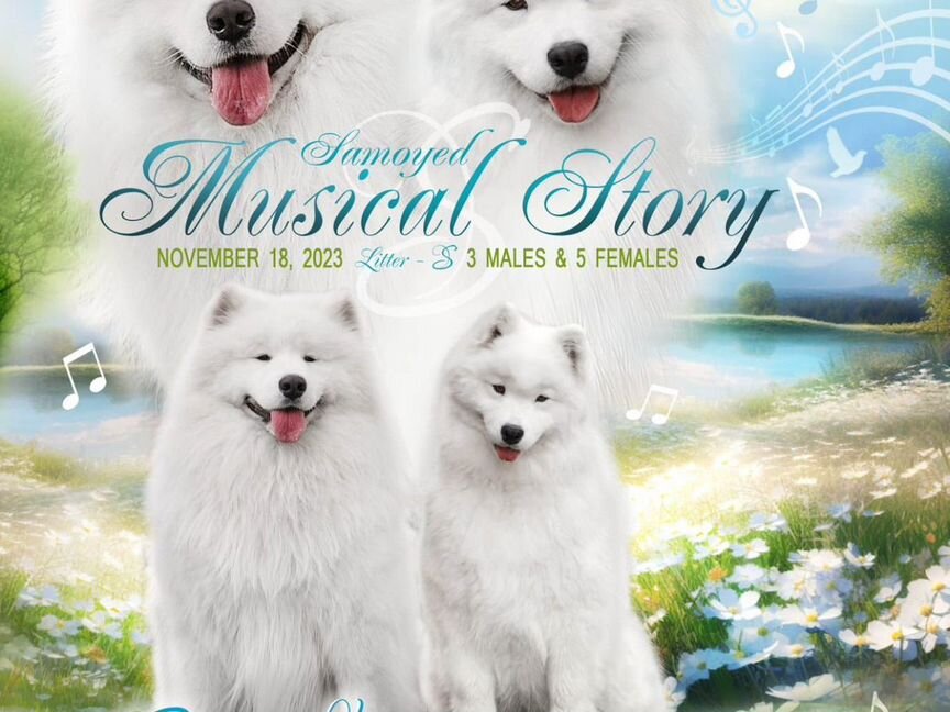 Самоед щенки