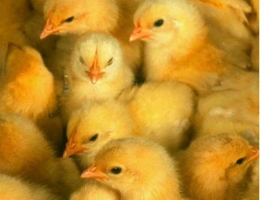 Утята, цыплята, суточные и подрощенные на Март Апр