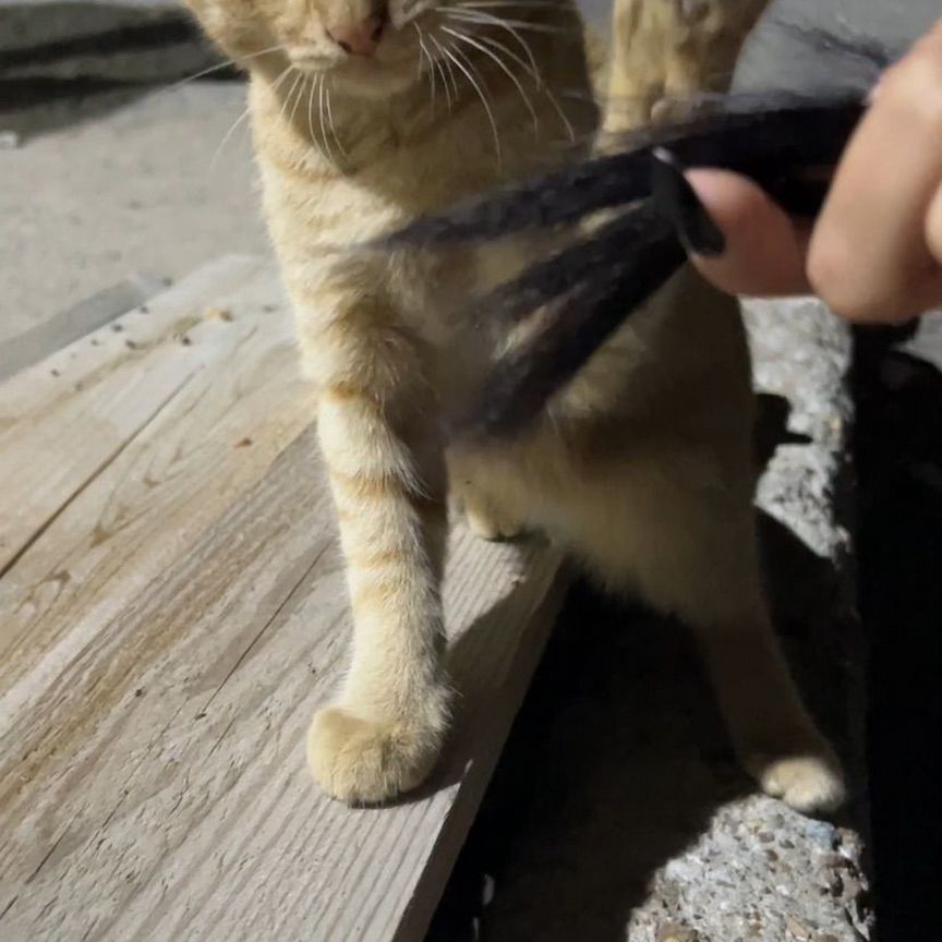 Котята в добрые руки бесплатно