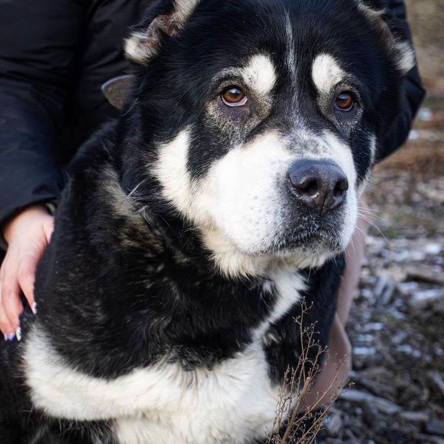Мини Алабаечка в добрые руки