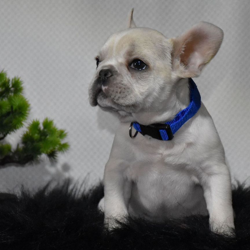 Французский бульдог, щенок