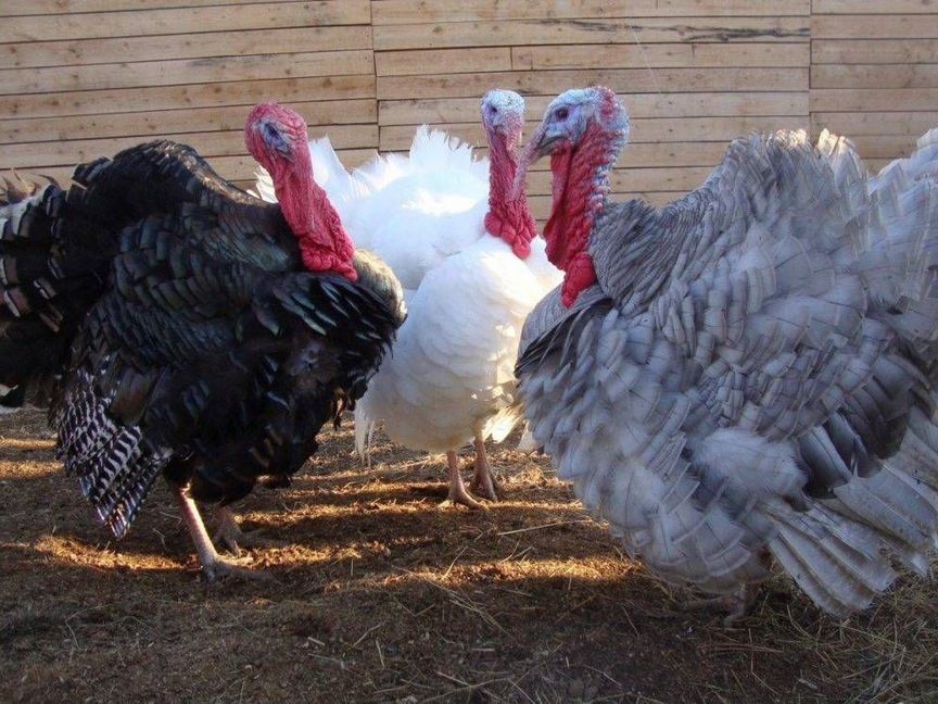 Индюшата Бшг, Бронза, Аспидные