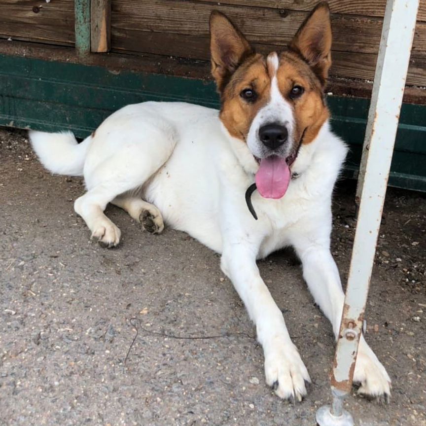 Талантливая собачка старается заслужить счастье