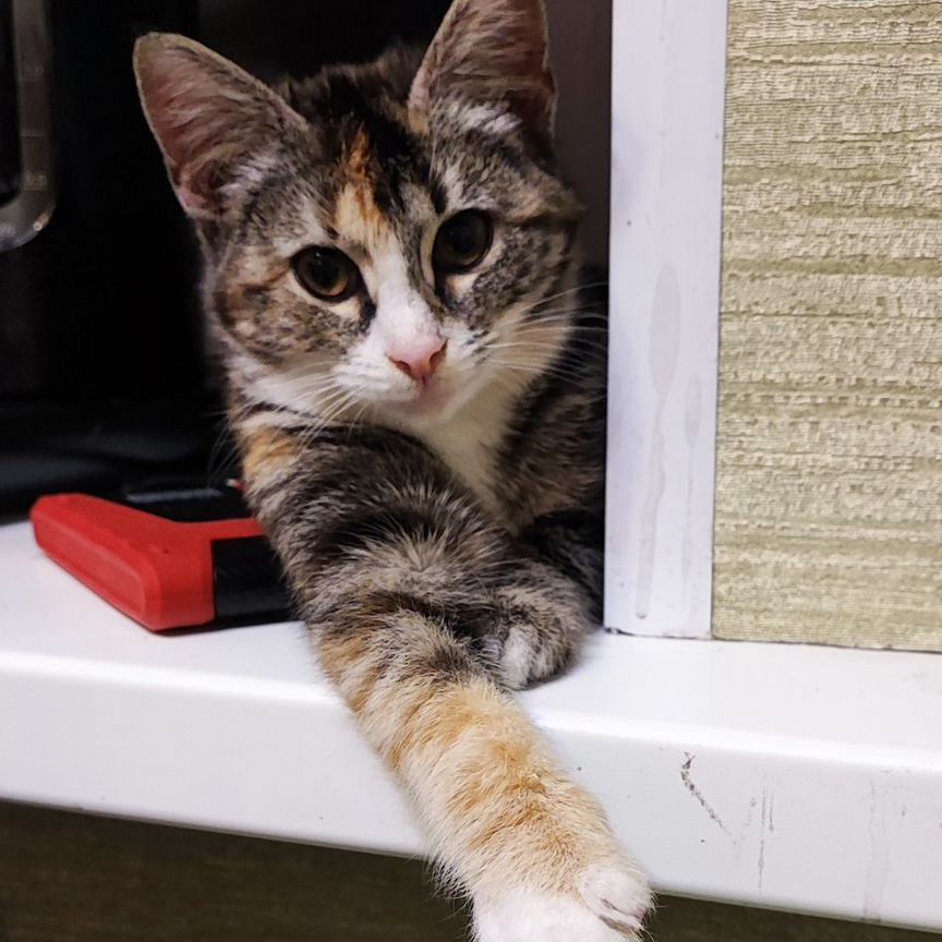 Чудо-котенок ищет свой дом